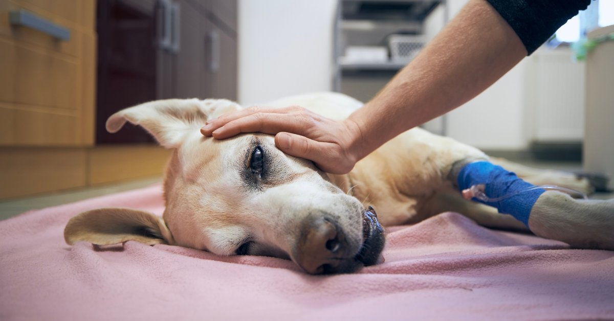 7 Crucial Facts About The Deadly Canine Distemper Virus Every Dog Owner ...