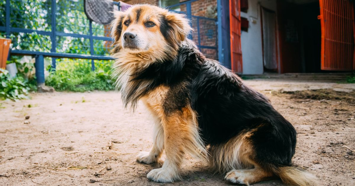Mixed Breed - Heinz 57: The Lovable Mystery | Head Over Heels For Dogs