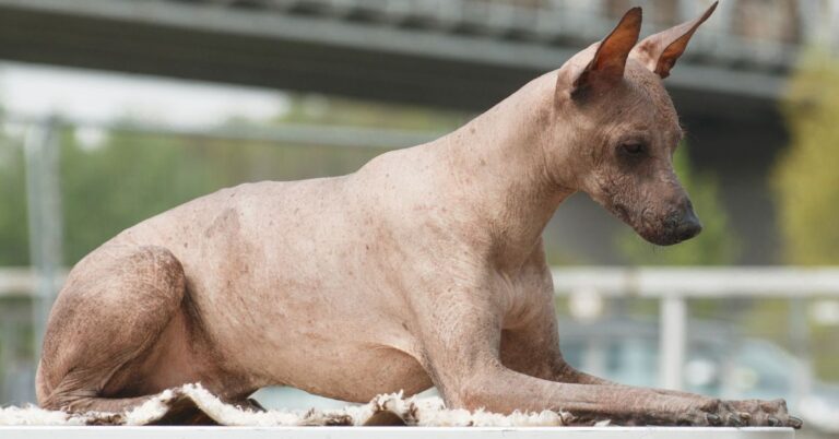 Peruvian Inca Orchid: The Graceful And Mysterious Dog Of The Andes ...