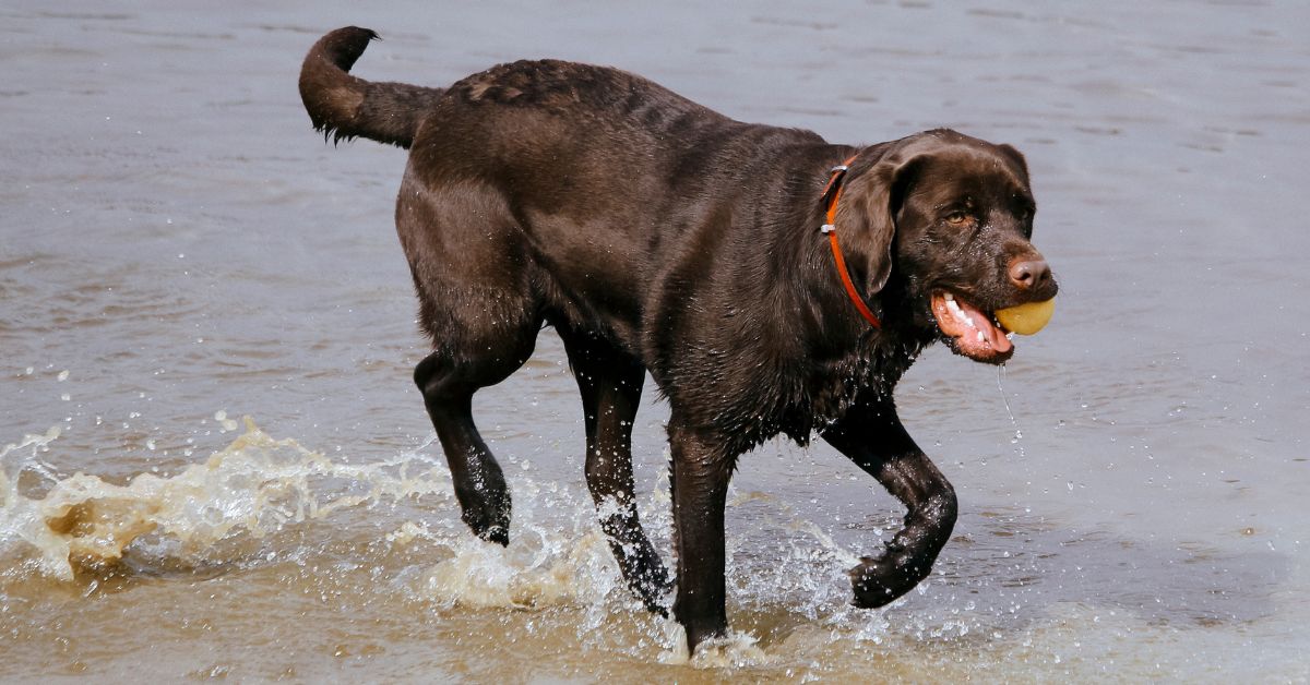 Labrador Retriever: America's Most Popular And Affectionate Companion ...