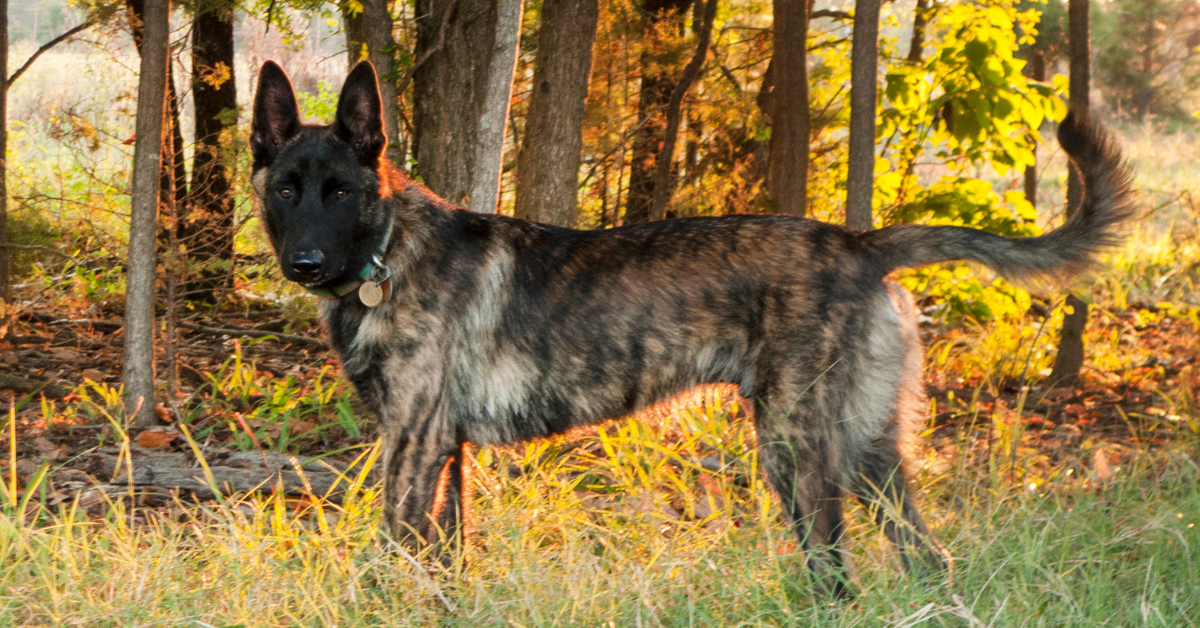 Dutch Shepherd: The Versatile And Intelligent Working Dog | Head Over ...